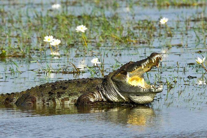 Yala National Park Full-Day Jeep Safari with Lunch - Who Will Love This Tour?