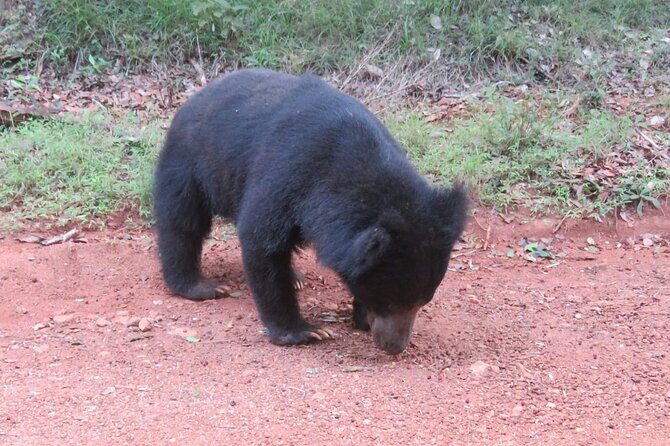 Yala National Park - Full Day Safari (04:30 am - 06:00 pm) - The Itinerary Breakdown