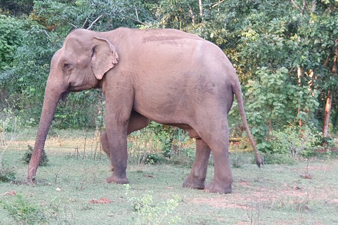 Yala National Park - Full Day Safari (04:30 am - 06:00 pm) - Practical Considerations and Value