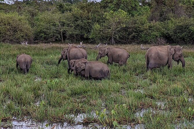 Yala National Park - Full Day Safari (04:30 am - 06:00 pm) - Who Would Love This Safari?