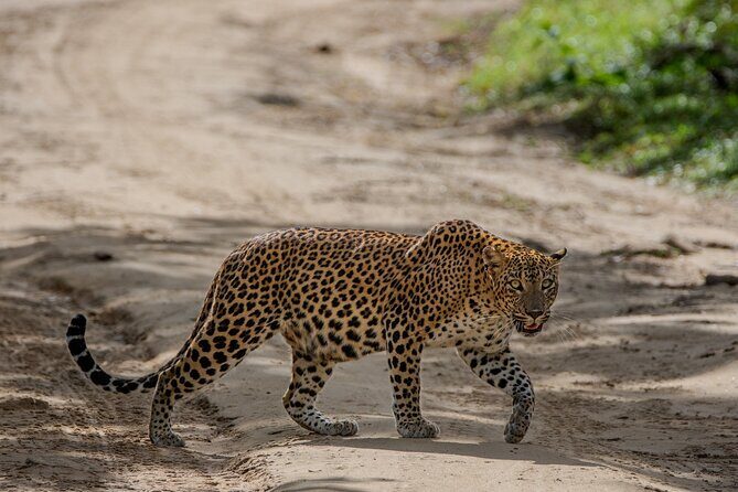 Yala National Park - Full Day Safari (04:30 am - 06:00 pm) - FAQs