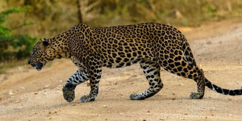 Yala National Park : Full Day Safari (04:30 am - 18:00 pm) - Wildlife Encounters: Authentic and Often Successful