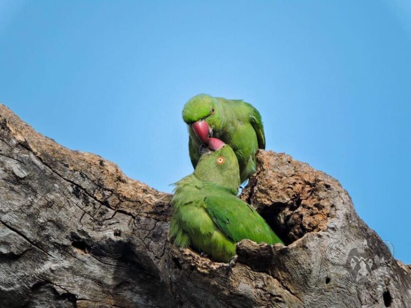 Yala National Park : Full Day Safari (04:30 am - 18:00 pm) - Price and Value: Does It Make Sense?