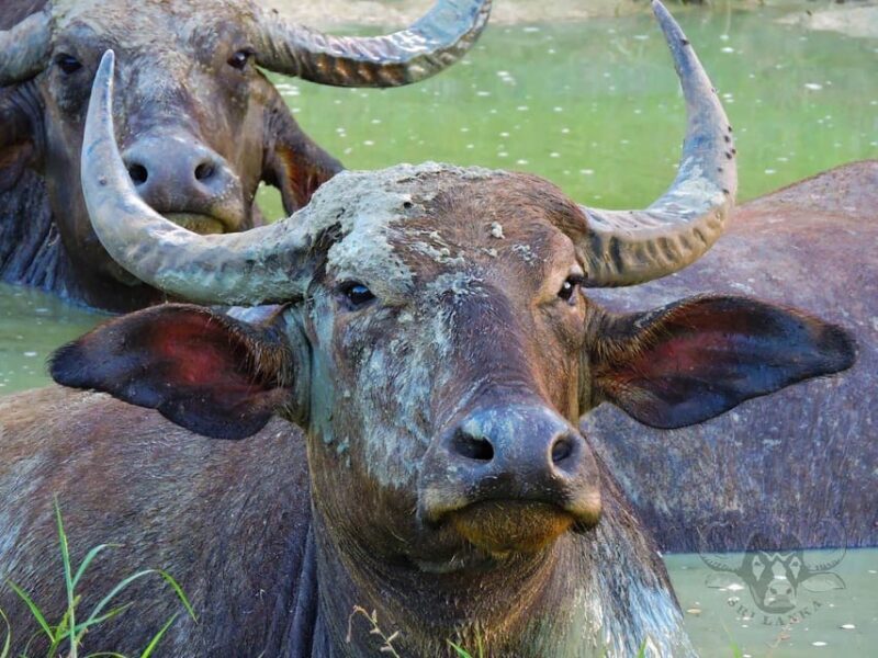 Yala National Park : Full Day Safari (04:30 am - 18:00 pm) - Comfort and Safety