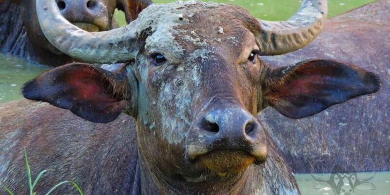 Yala National Park : Full Day Safari (04:30 am - 18:00 pm) - Who Will Love This Tour?