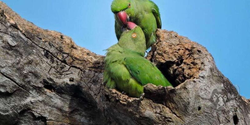 Yala National Park : Full Day Safari (04:30 am - 18:00 pm) - The Sum Up