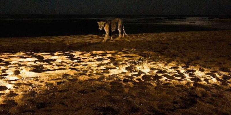 Yala National Park : Full Day Safari (04:30 am - 18:00 pm) - FAQ