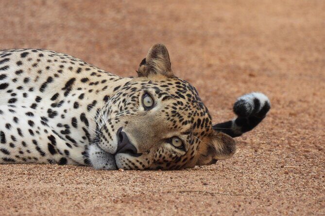 Yala National Park Full Day Safari - Ceylon Safari Tours - Key Points