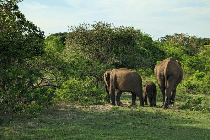 Yala National Park Full Day Safari - Ceylon Safari Tours - Why Consider This Tour?