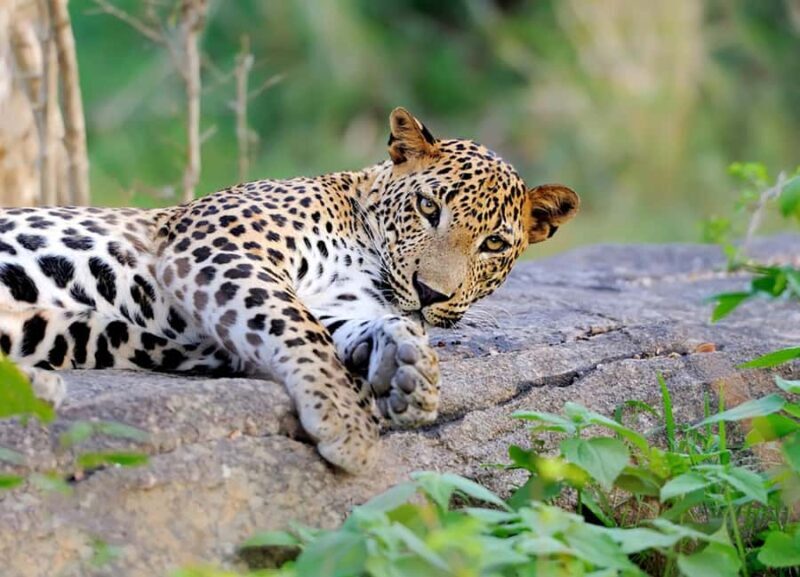 Yala National Park: Full Day Safari Epic Wildlife Encounter - Exploring Yala National Park: What This Tour Offers