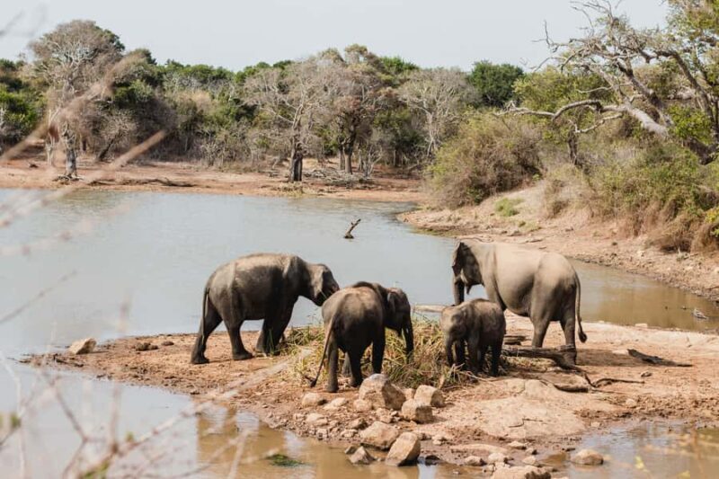 Yala National Park: Full Day Safari Epic Wildlife Encounter - The Sum Up: Who Should Book This Safari?