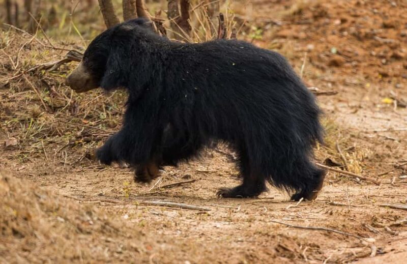 Yala National Park: Full Day Safari Epic Wildlife Encounter - FAQs