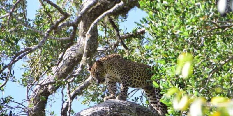 Yala National Park Full Day Safari - Yala National Park Full Day Safari: An Authentic Wildlife Adventure in Sri Lanka