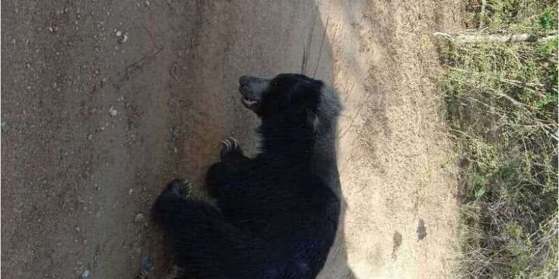 Yala National Park Full Day Safari - The Reality: Pros and Cons