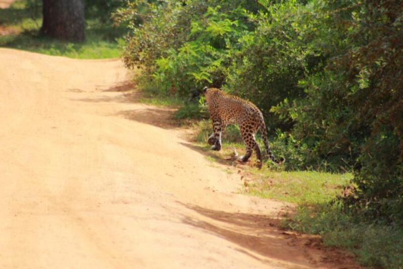 Yala National Park Full Day Safari - FAQ