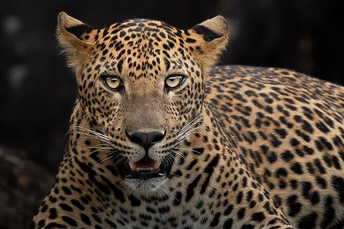 Yala National Park Full Day Safari Tour - Key Points