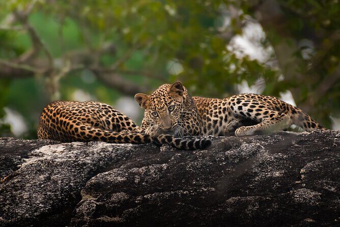 Yala National Park Full Day Safari Tour - A Deep Dive into the Yala Safari Experience