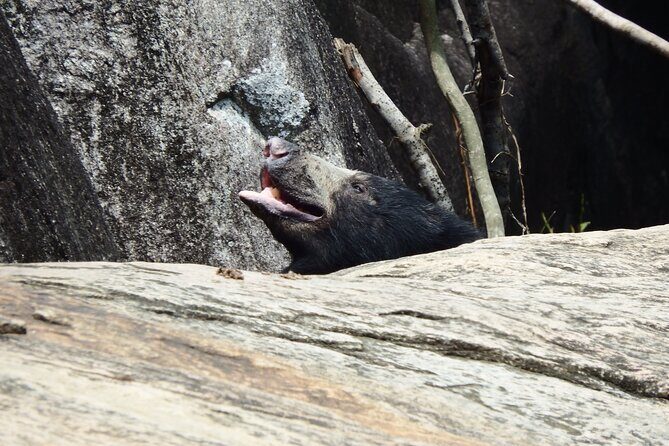 Yala National Park Full Day Safari Tour - Final Thoughts: Is This Safari for You?