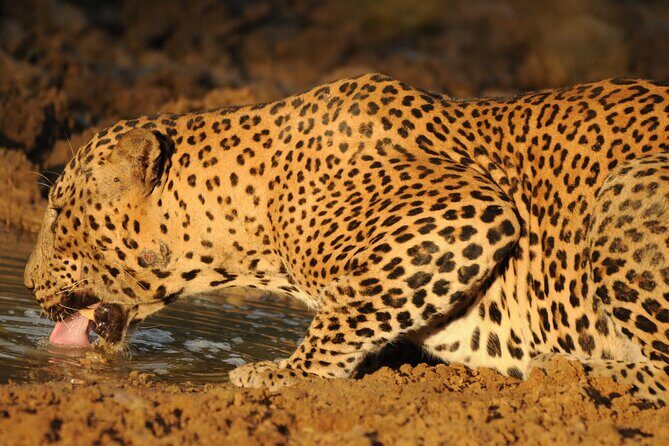 Yala National Park Full Day Safari Tour - FAQs