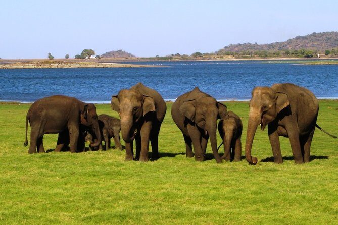 Yala National Park Full Day Safari Tour from Ella - The Value of This Tour