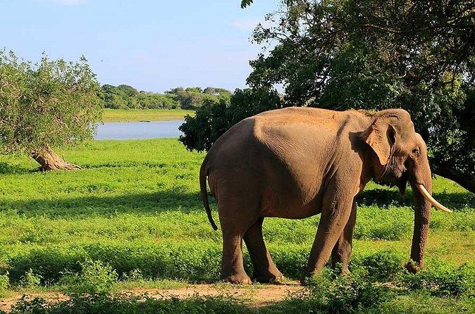Yala National Park Full Day Safari Tour from Ella - Who Will Love This Tour?