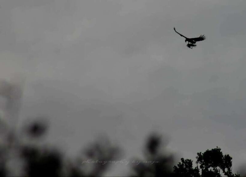 Yala National Park: Full day Safari Tour - An In-Depth Look at Yala National Park Safari