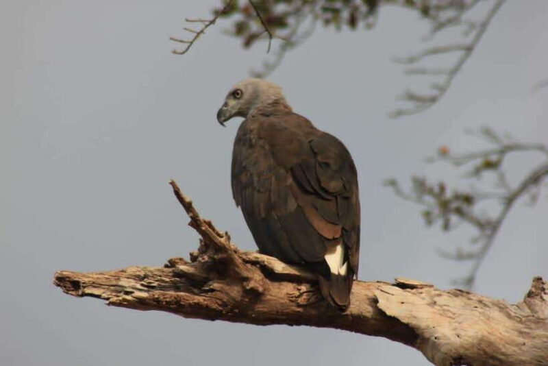 Yala National Park: Full day Safari Tour - FAQ