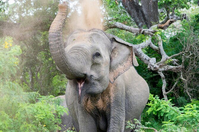 Yala National Park Full Day Safari Tours Eagle Safari - Why This Tour Works Well