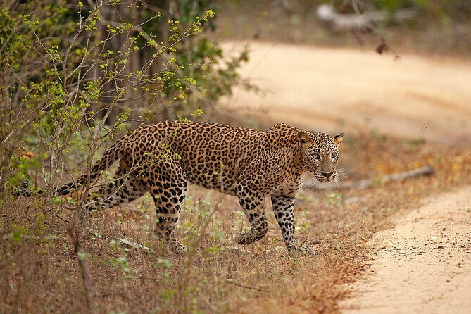 Yala National Park Full Day Safari Tours Eagle Safari - Who Should Consider This Tour?