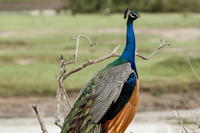 Yala National Park Full Day Safari Tours Eagle Safari - Frequently Asked Questions