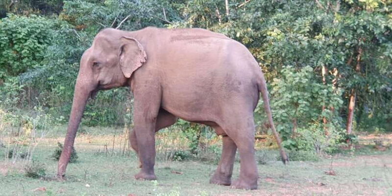 Yala National Park : Full Day Safari(04:30-18:00) - The Experience in Detail