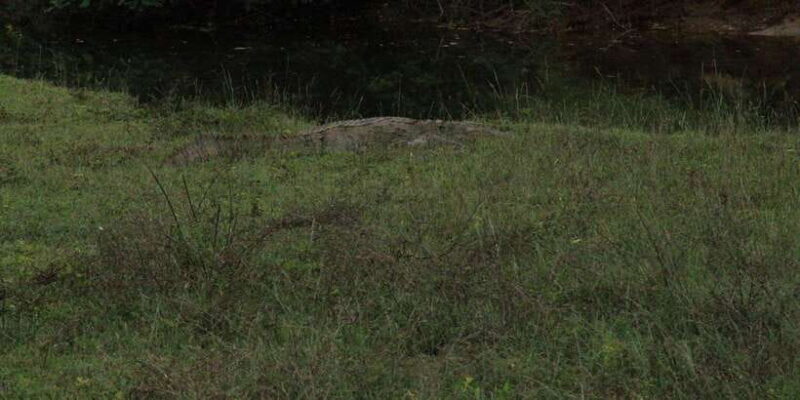 Yala National Park : Full Day Safari(04:30-18:00) - Final Thoughts on Who This Tour Is Best For