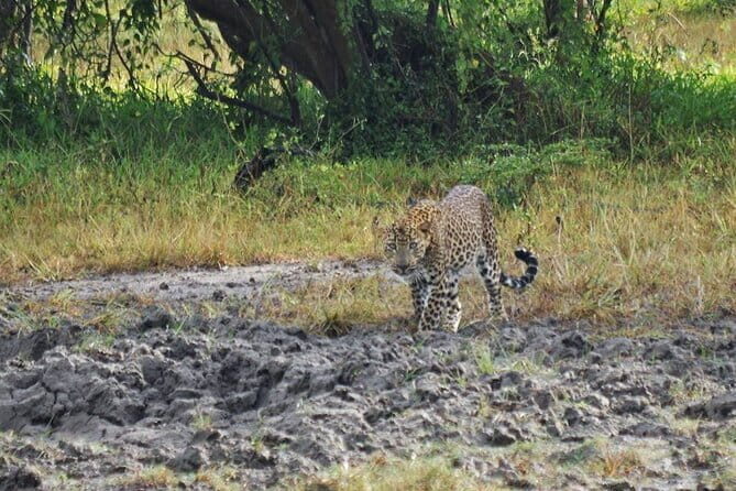 Yala national park Full day tour With breakfast and lunch - Final Thoughts