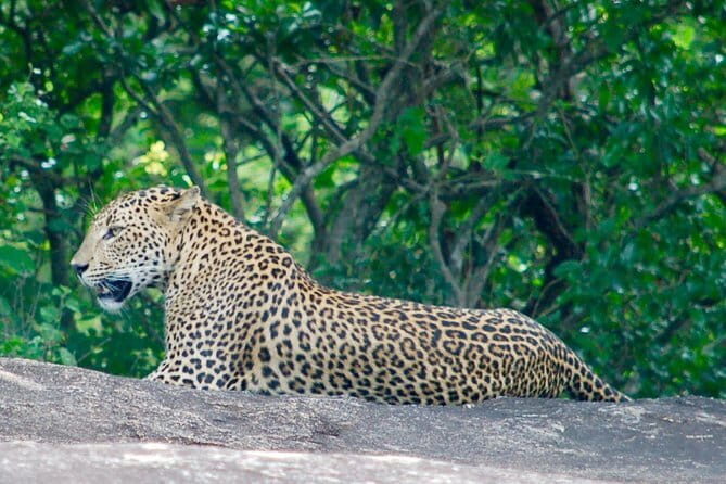 Yala national park Full day tour With breakfast and lunch - Frequently Asked Questions