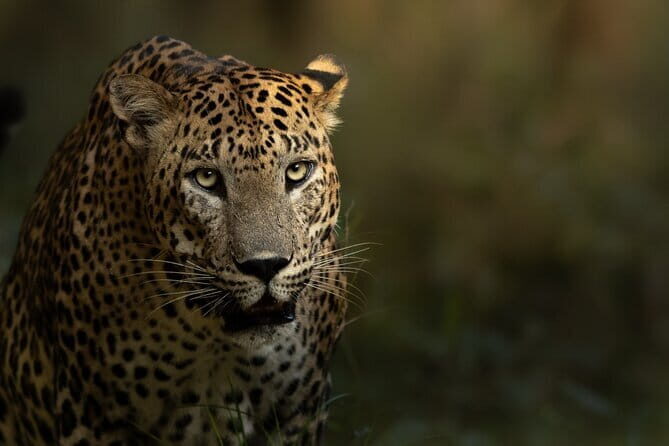 Yala National Park Guided Safaris - An Overview of the Tours Highlights and Practical Details