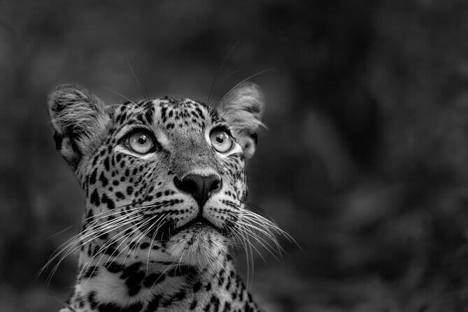 Yala National Park Guided Safaris - Why Travelers Love This Tour