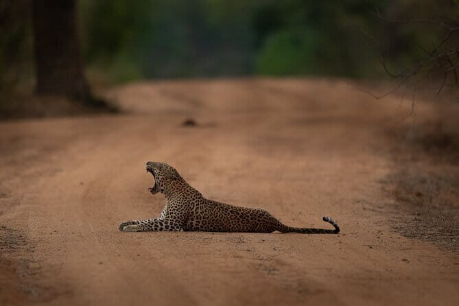 Yala National Park Guided Safaris - Practical Considerations and Tips for Participants