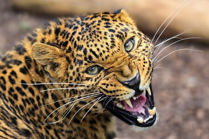 Yala National Park Guided Safaris - Who Should Consider This Tour?