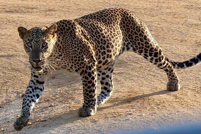 Yala National Park Guided Safaris - FAQ