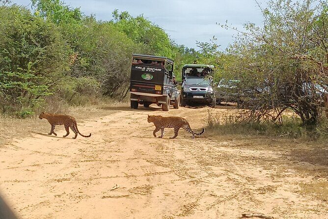 Yala National park: Half day & Full Day & Private - Safari Tours - A Closer Look at What You Can Expect