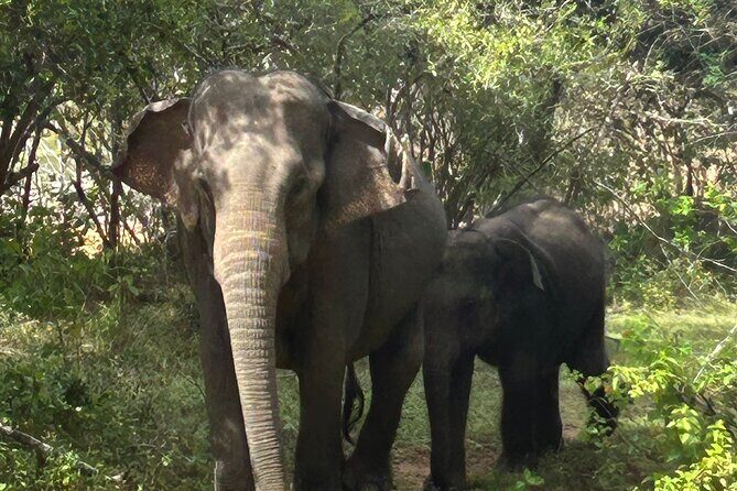 Yala National park: Half day & Full Day & Private - Safari Tours - FAQs