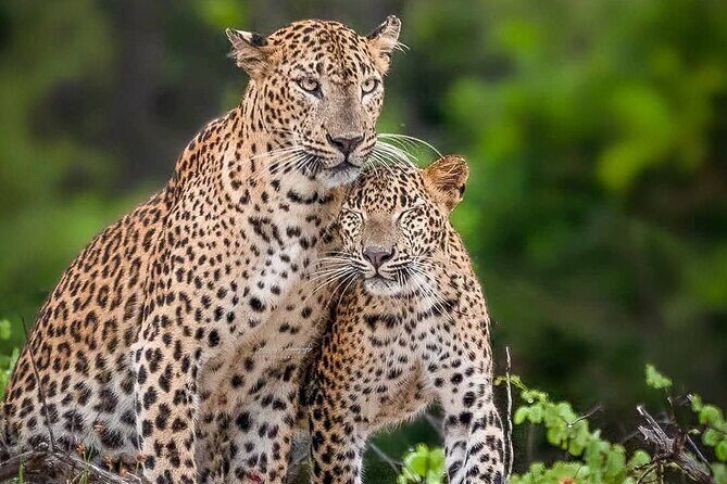 Yala National Park Half Day / Full Day Special Safari Tours - Introduction