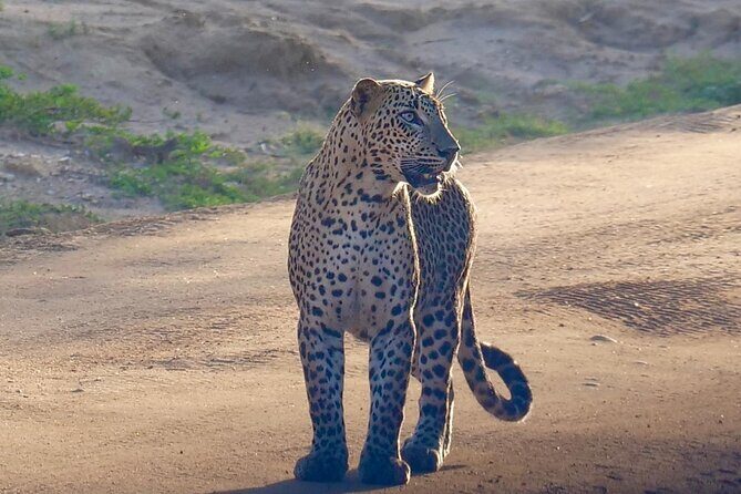 Yala National Park Half Day / Full Day Special Safari Tours - What Makes This Tour Stand Out
