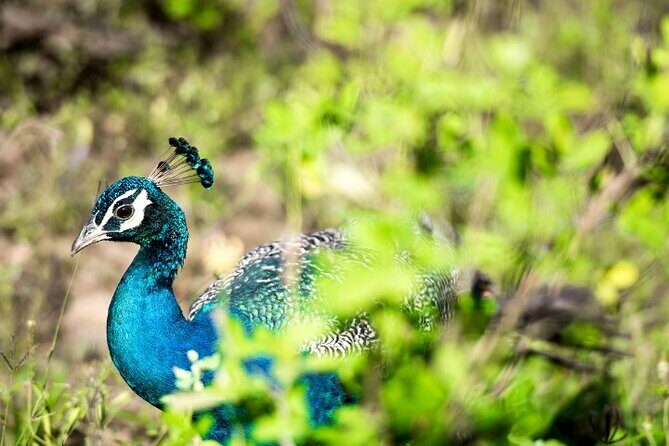 Yala National Park Half Day / Full Day Special Safari Tours - Pricing and Value