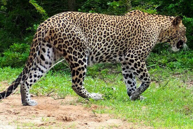 Yala National Park Half Day / Full Day Special Safari Tours - Who Should Consider This Tour?