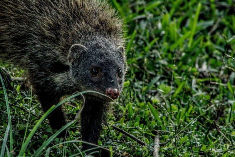 Yala National Park : Half Day or Full Day Safari Tours - Key Points