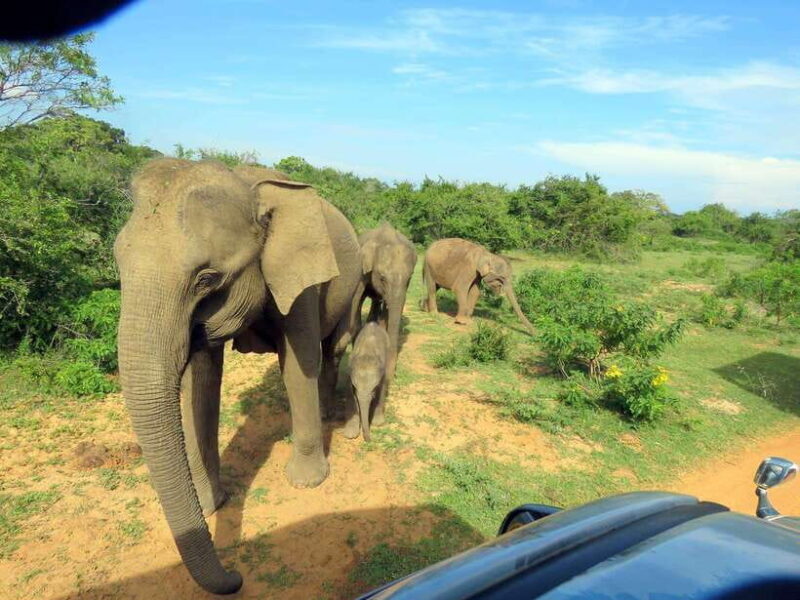 Yala National Park : Half Day or Full Day Safari Tours - FAQ