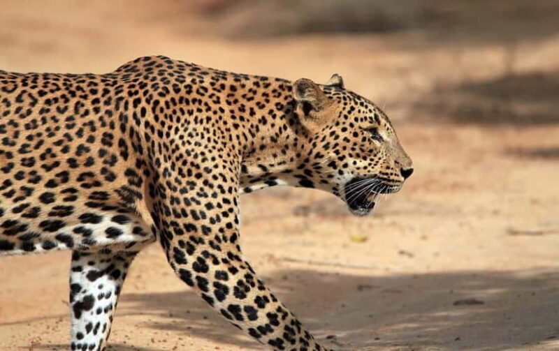 YALA National Park - HALF DAY or FULL DAY TOUR - YALA National Park - HALF DAY or FULL DAY TOUR