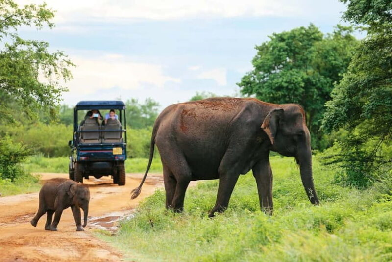YALA National Park - HALF DAY or FULL DAY TOUR - FAQs
