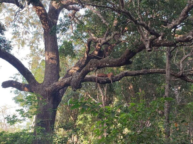 Yala National Park Half Day Safari - Key Points